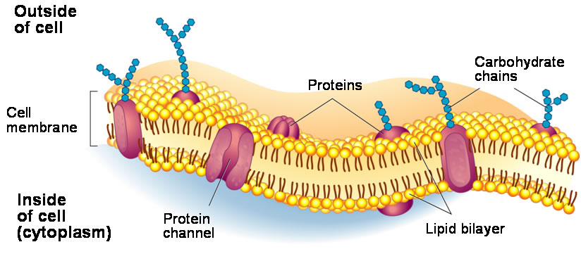 Membrane Structure | Mastering Biology Quiz Membrane Structure | Mastering Biology Quiz